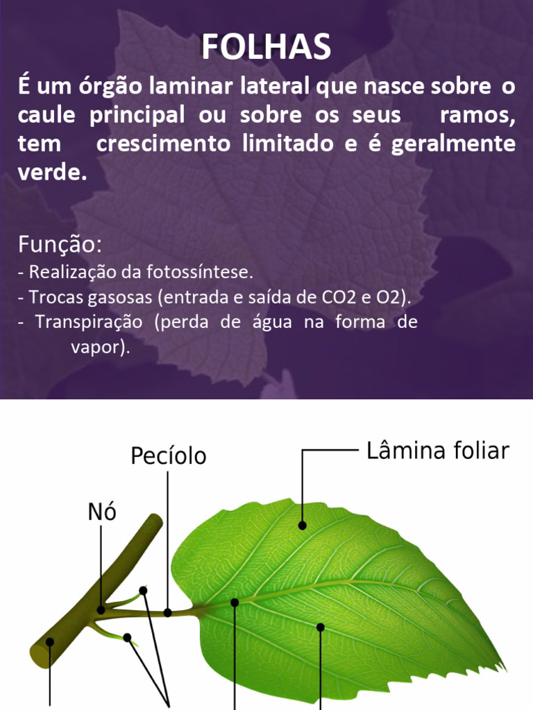 Classificação e Morfologia das Folhas | PDF | Folha | Plantas
