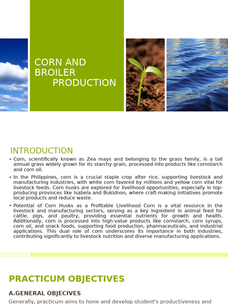 Corn PRODUCTION | PDF | Maize | Animal Feed