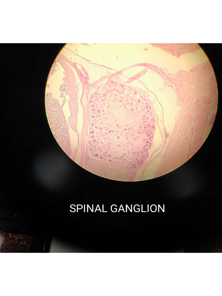 Histo Slides 1 | PDF