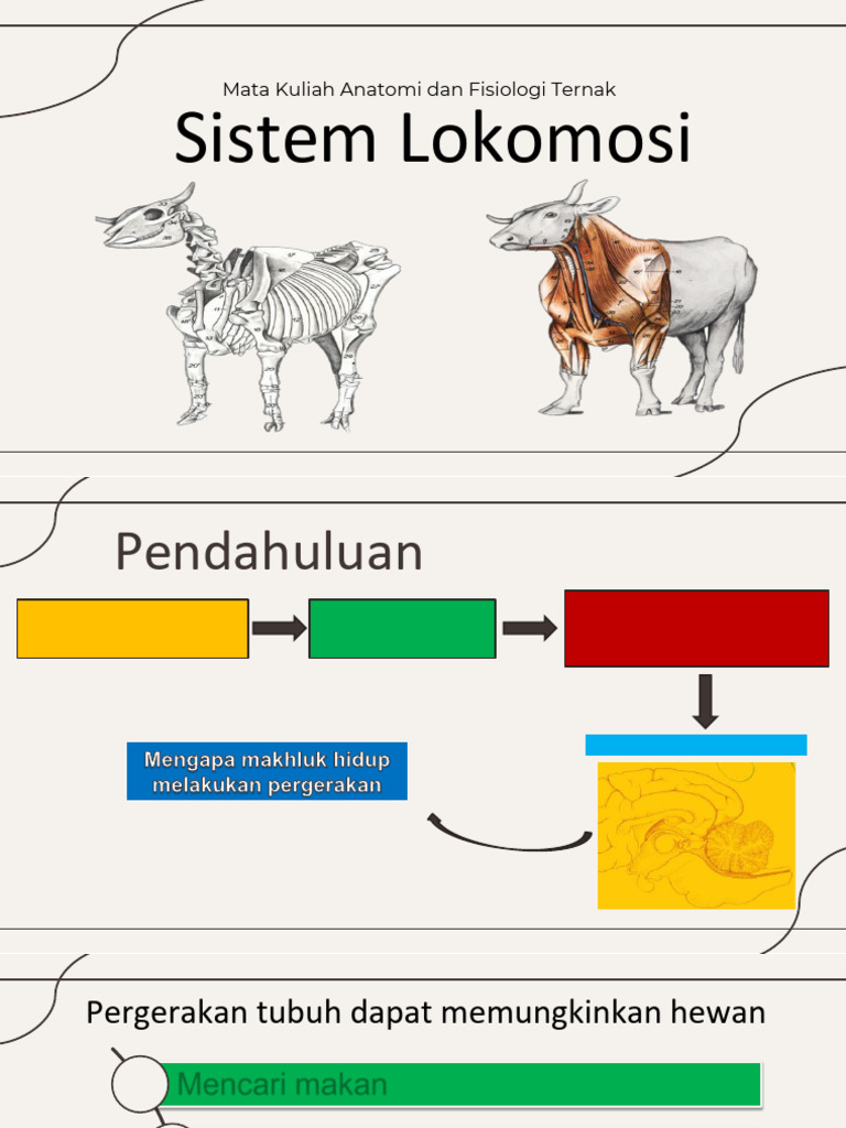 Sistem Lokomosi | PDF
