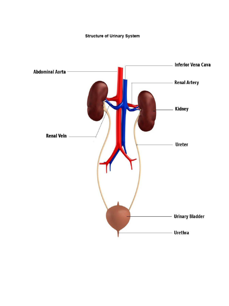Diagram of Urinary System | PDF