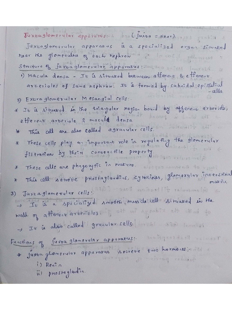 Juxtaglomerular Apparatus | PDF