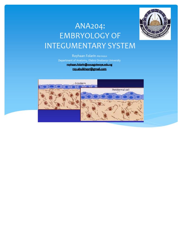 Integumentary System Embryology Overview | PDF | Integumentary System ...