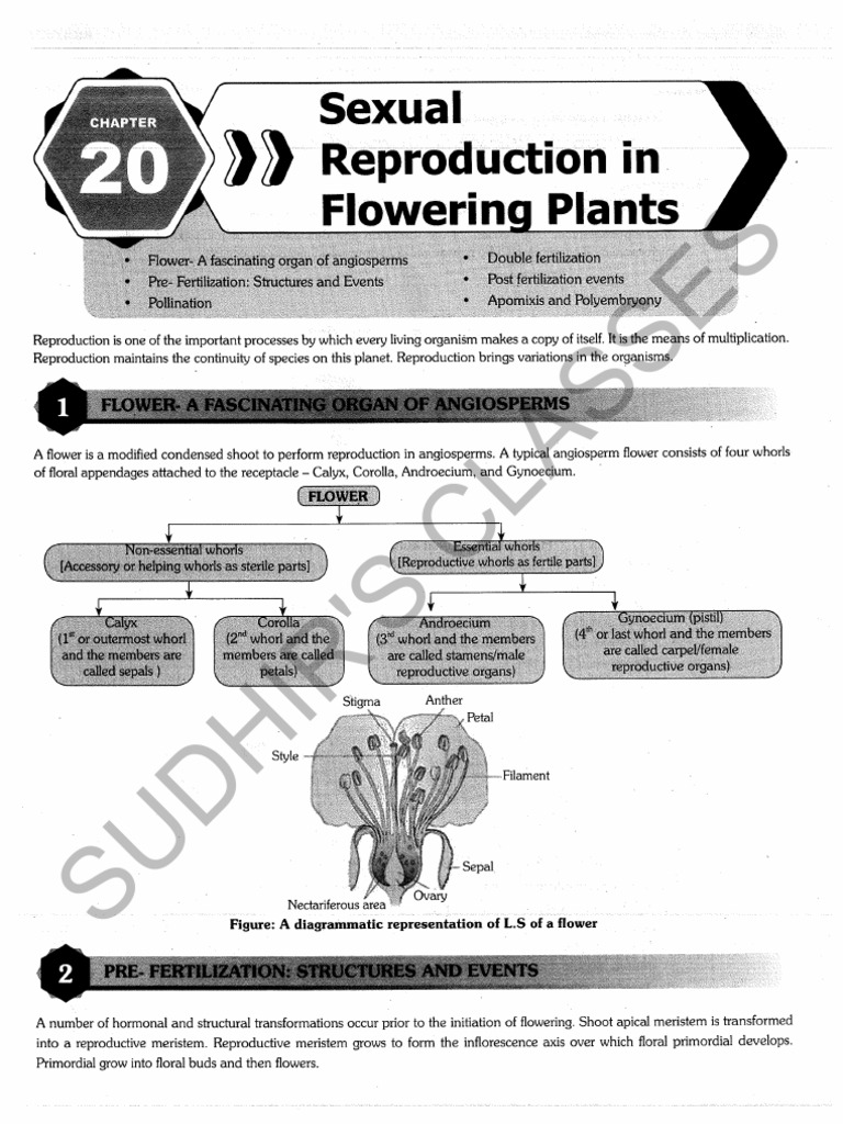20.Sexual Reproduction in Flowering Plants | PDF