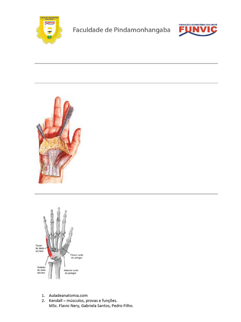 Músculos Da Mão - Região Tenar | PDF | Anatomia humana | Sistema Locomotor