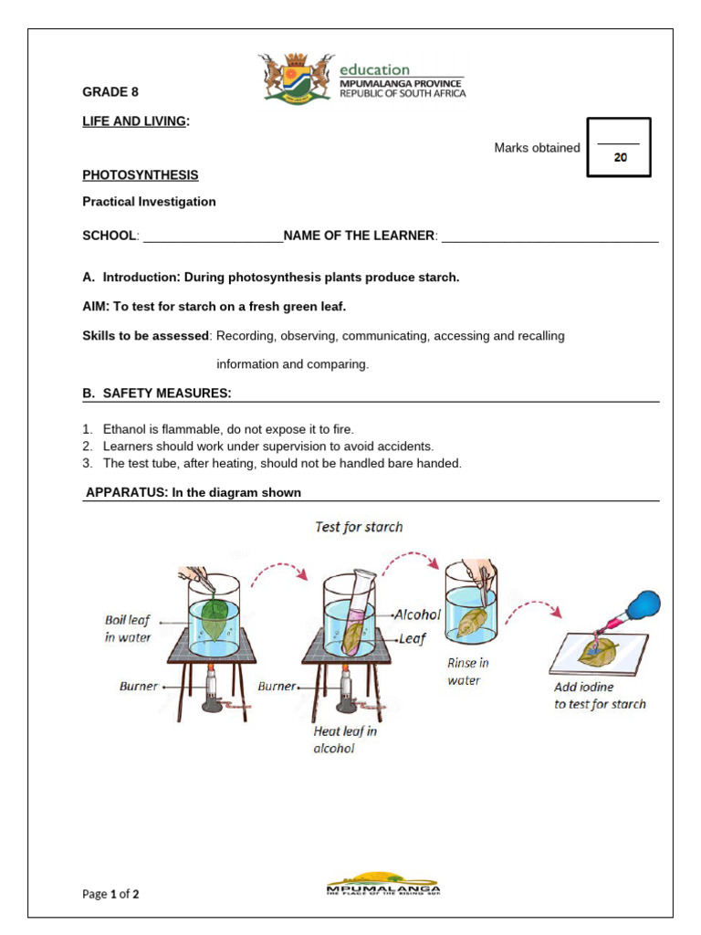 Boiling Leaf for Starch Testing | PDF | Water | Ethanol