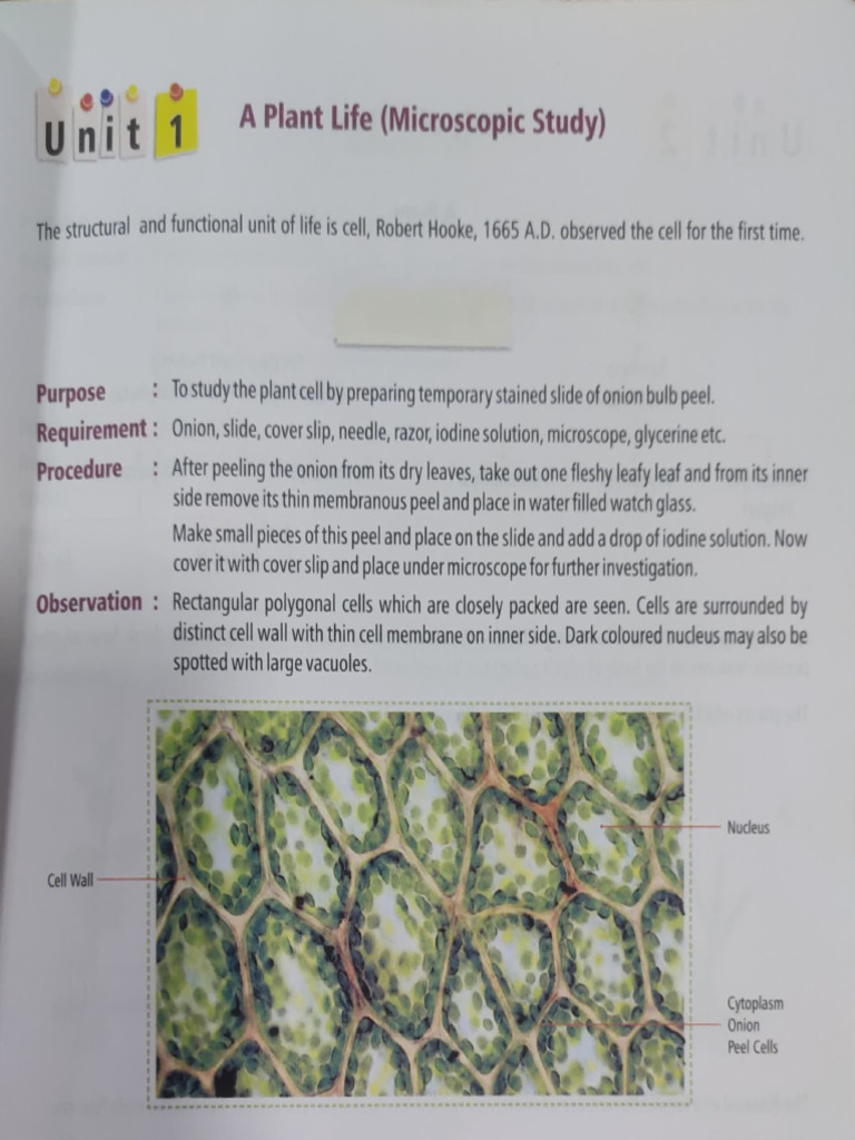 Biology Practical 25 - 26 | PDF | Cell (Biology) | Epithelium