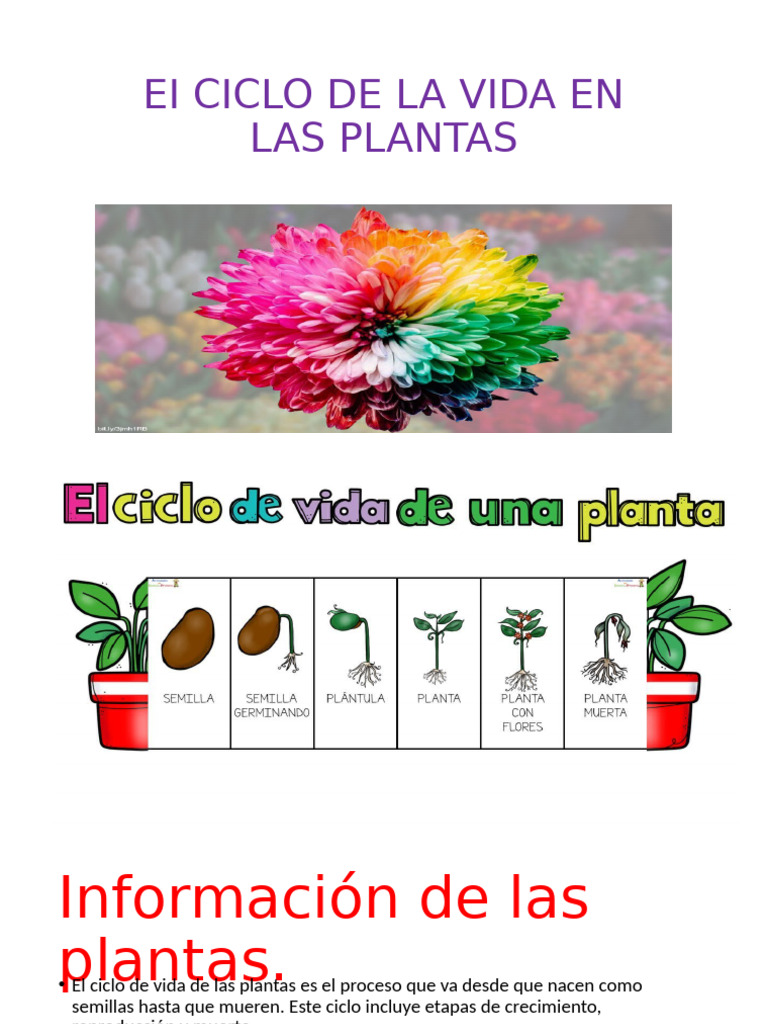 Ei Ciclo de La Vida en Las Plantas | PDF