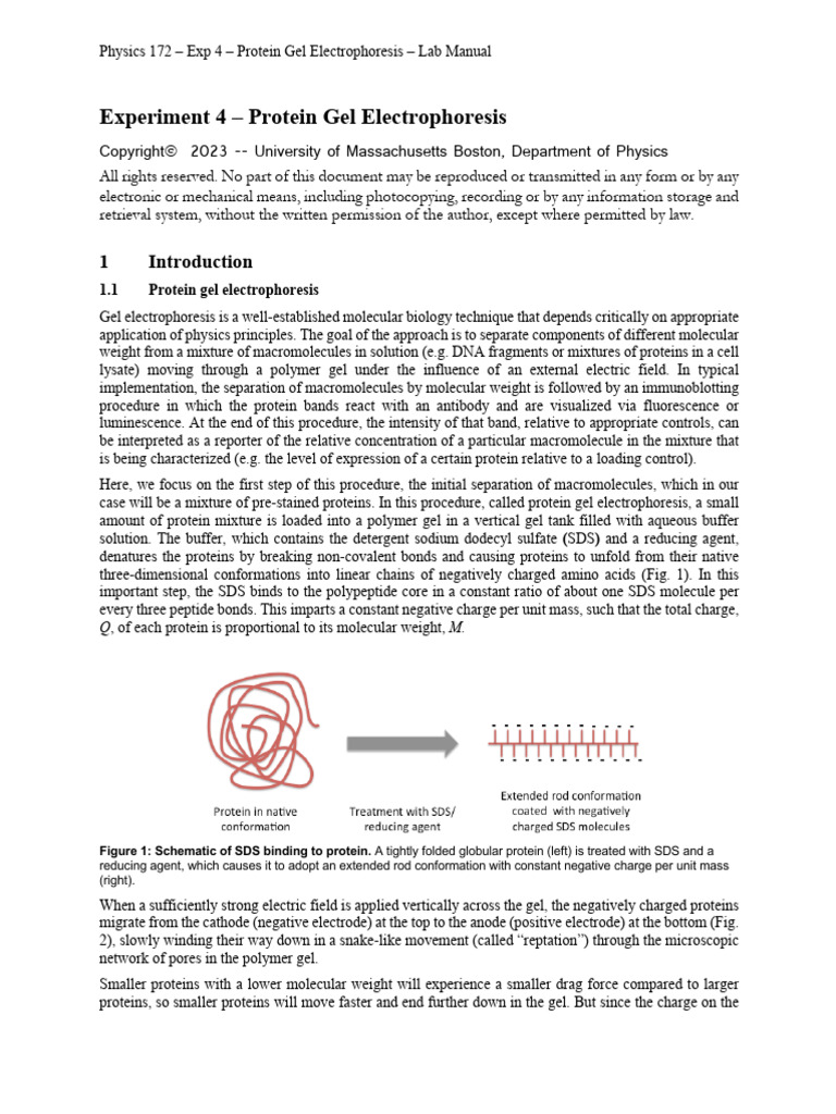 Experiment 04 - Protein Gel Electrophoresis | PDF | Gel Electrophoresis ...
