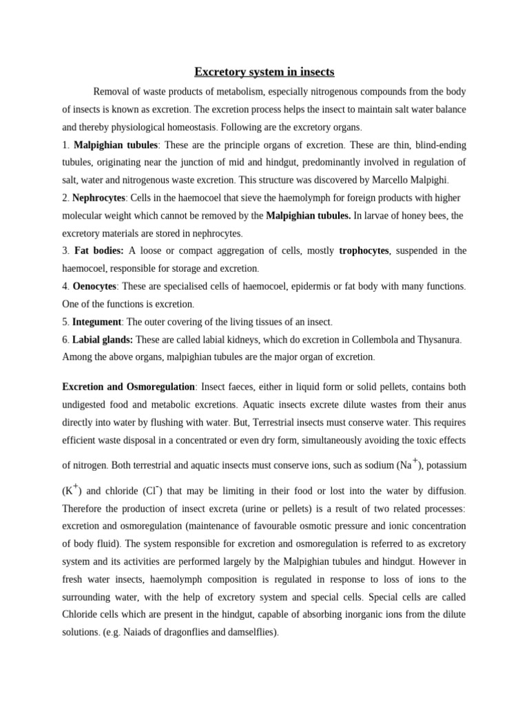 Excretory System in Insects | PDF | Excretion | Insects