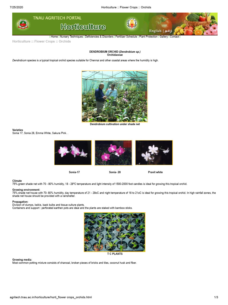 Dendrobium Orchid Cultivation Guide | PDF | Horticulture | Plants