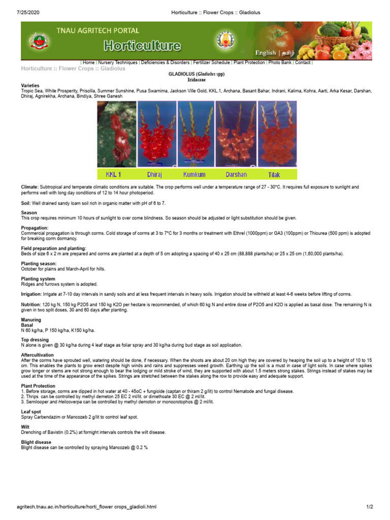 Horticulture - Flower Crops - Gladiolus | PDF | Horticulture | Soil