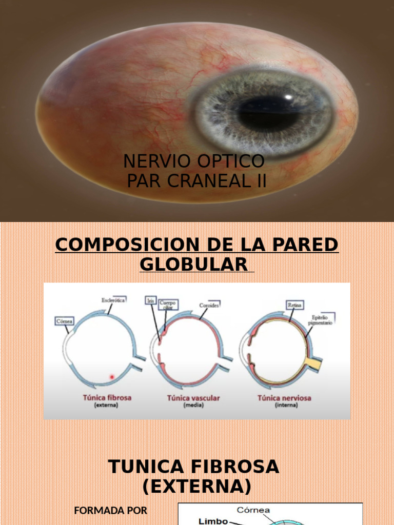 Nervio Optico | PDF