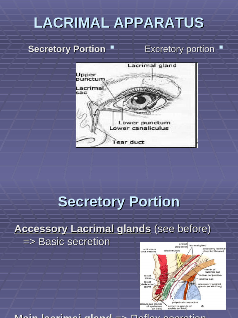 04 Lacrimal Apparatus | PDF | Human Nose | Human Anatomy