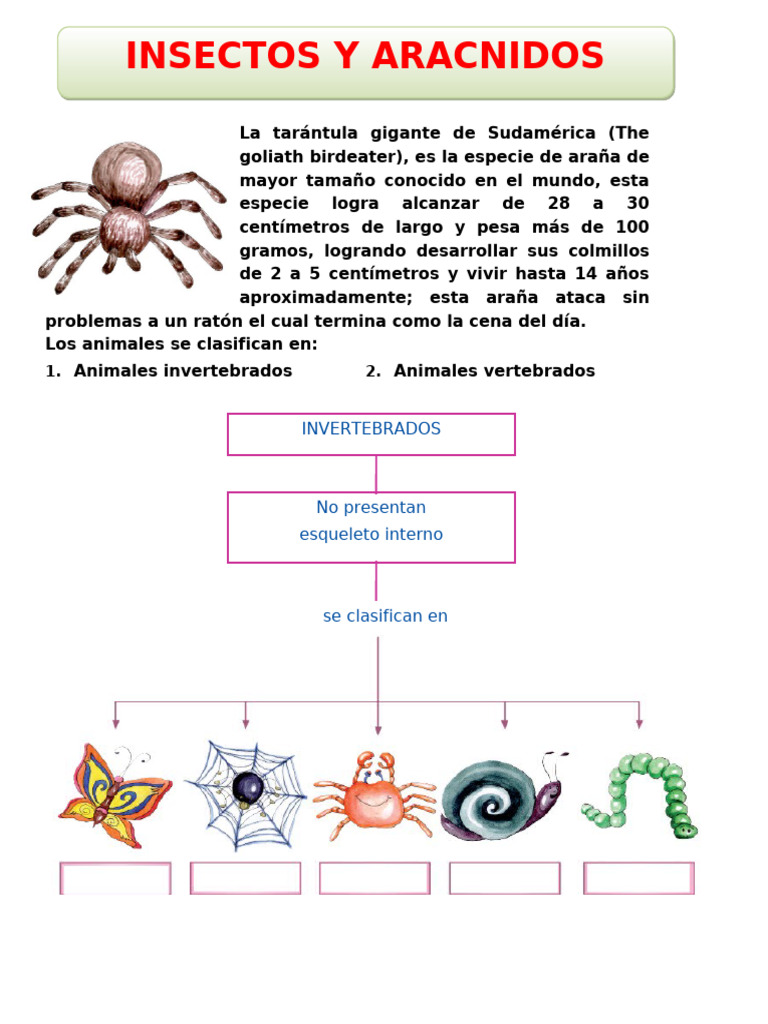 Insectos y Aracnidos para Niños para Tercer Grado de Primaria | PDF ...