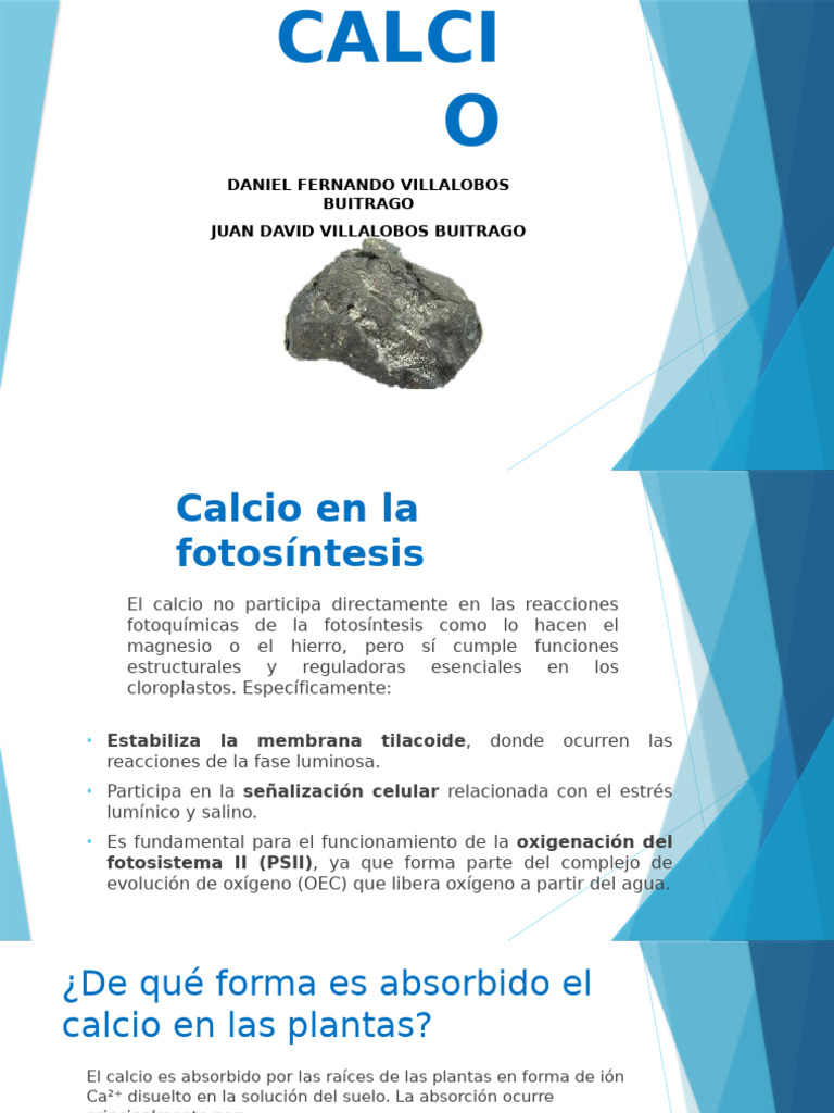 Calcio en la fotosíntesis y su absorción | PDF | Calcio | Biología