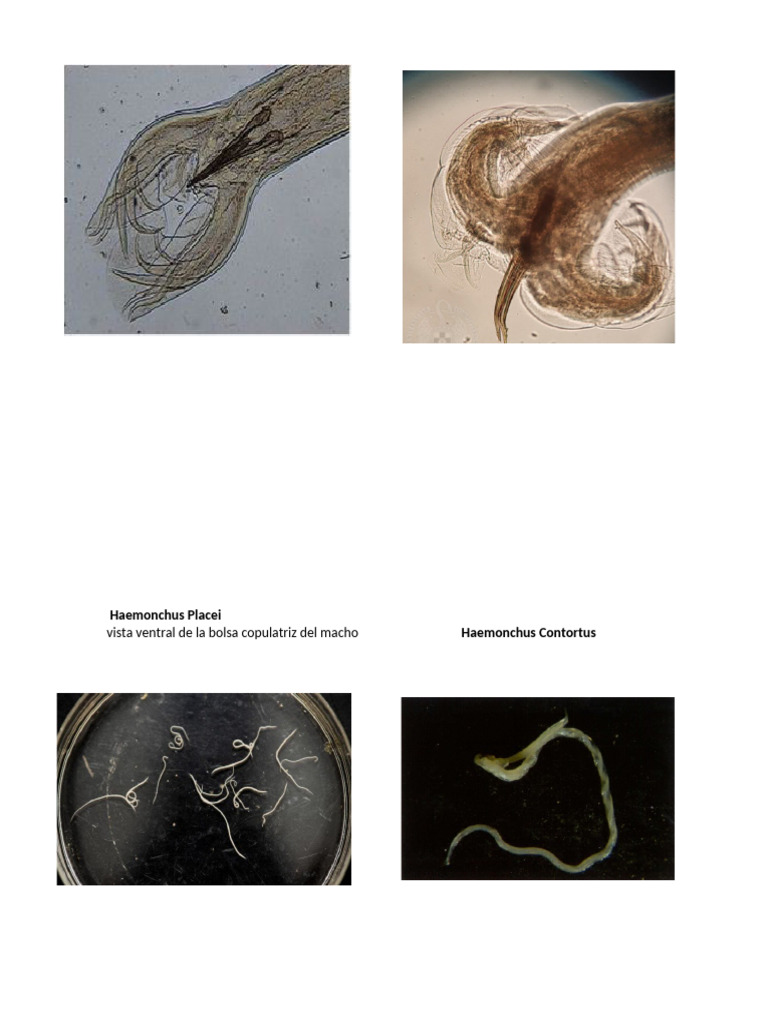 Morfología de Haemonchus spp. | PDF