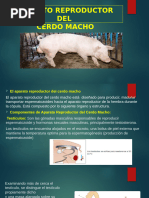 Aparato Reproductor Del Cerdo | PDF | Sistema reproductivo | Hormona ...