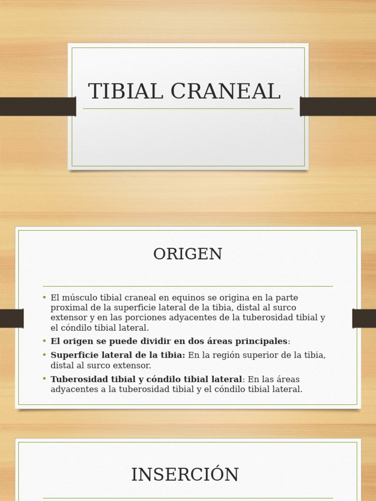 Anatomía del Músculo Tibial Craneal Equino | PDF | Pie | Anatomía del ...