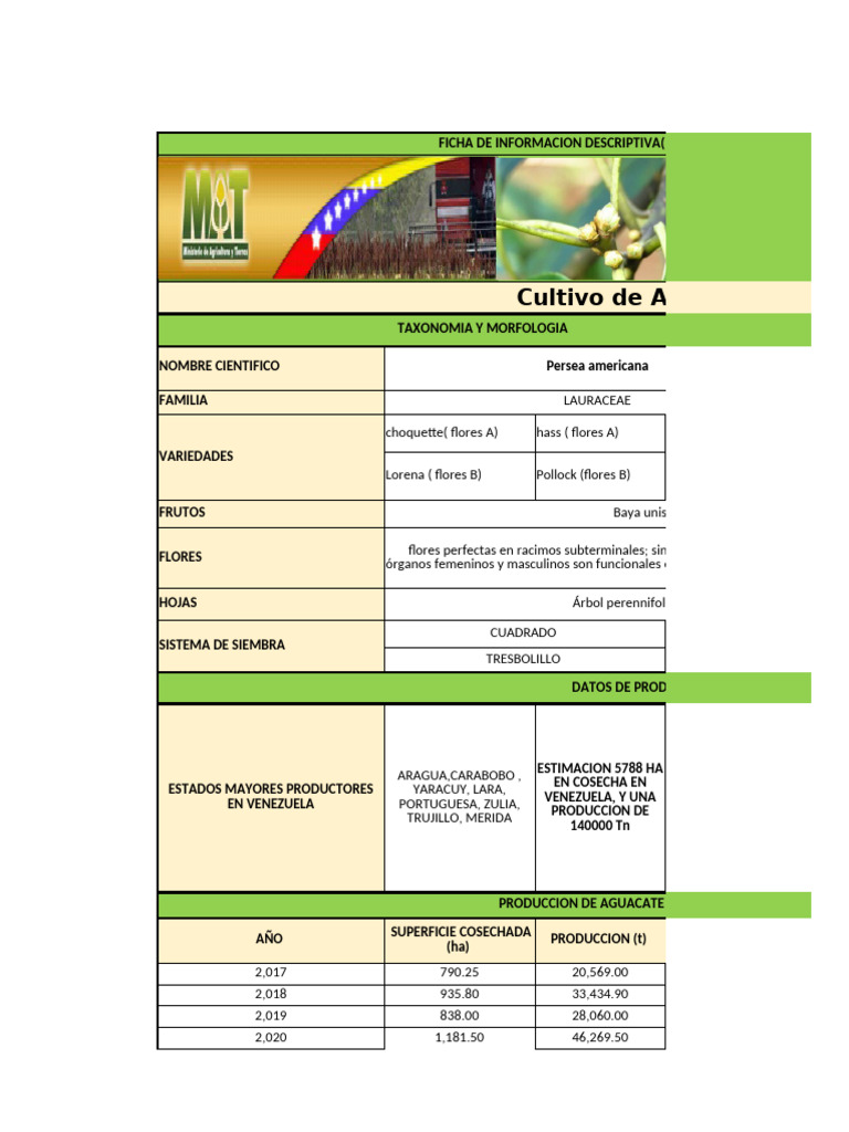 Ficha (Aguacate) | PDF | Aguacate | Arboles