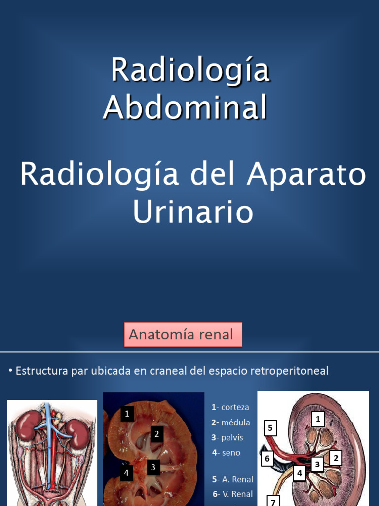 Genito Urinario ICP 2024 | PDF | Riñón | Sistema urinario