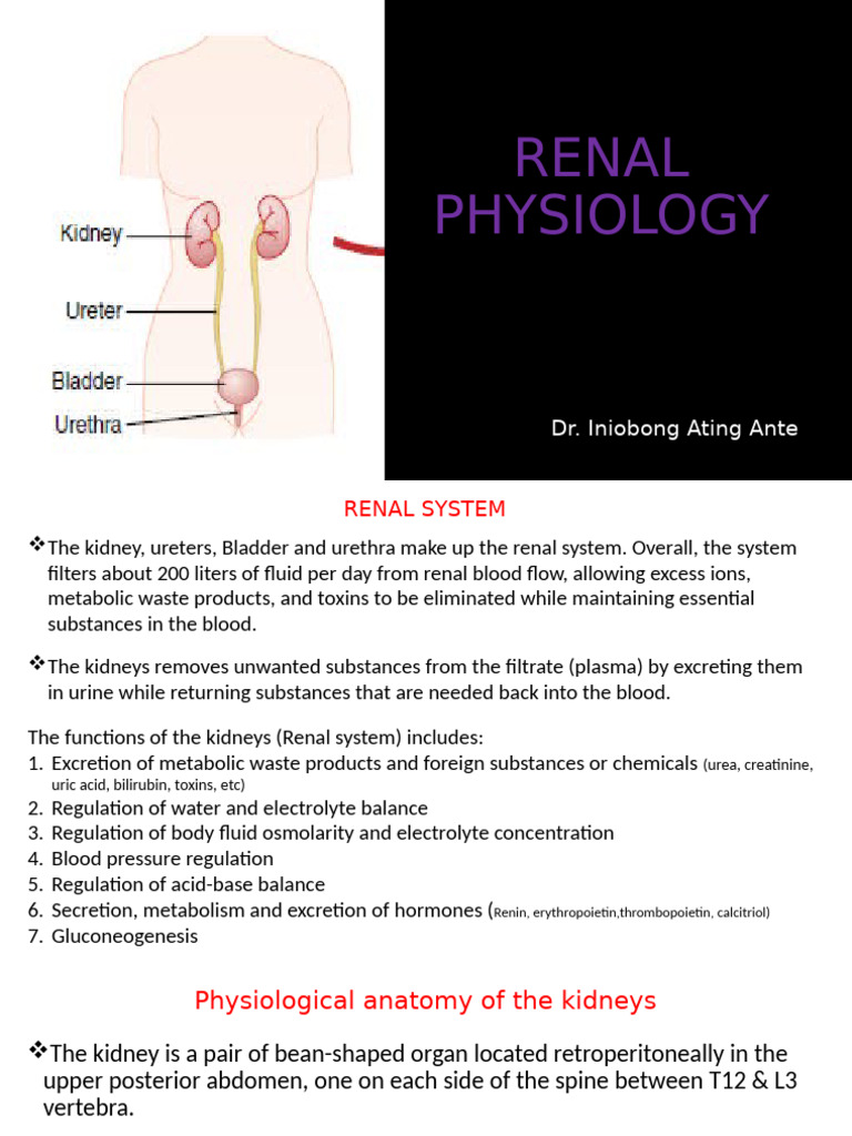 Renal Physiology | PDF | Kidney
