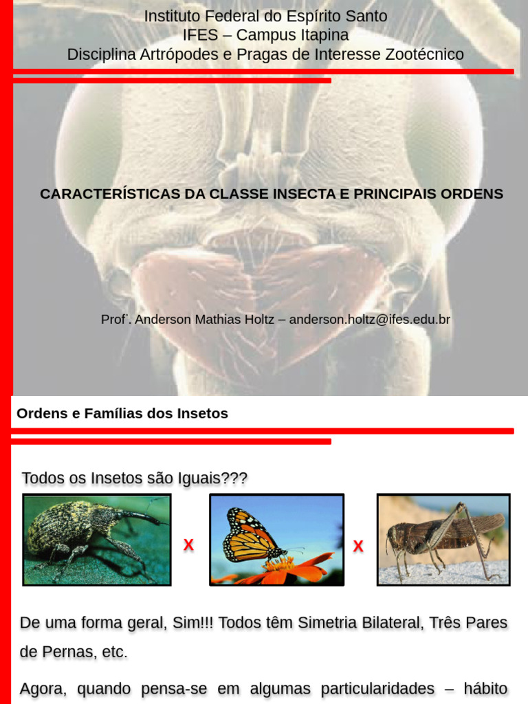 Aula 5 - Principais Ordens e Famílias Da Classe Insecta | PDF | Insetos | Zoologia