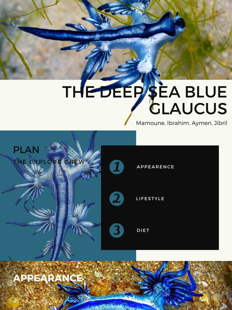 The Deep Sea Blue Glaucus | PDF