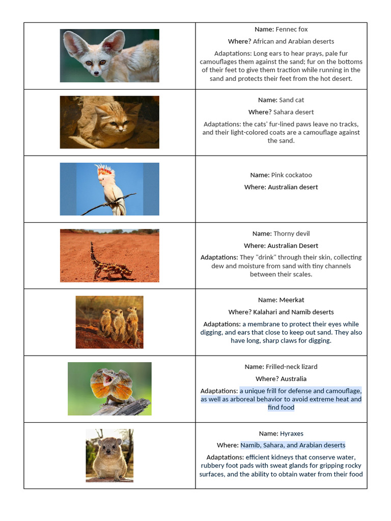 Memory Desert Animals | PDF