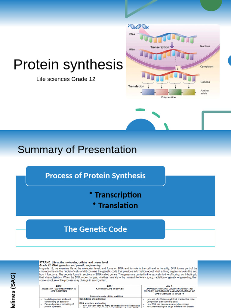 Protein Synthesis | PDF | Translation (Biology) | Messenger Rna