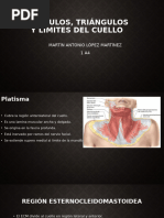 Regiones Del Cuello | PDF | Anatomía humana | Sistema musculoesquelético