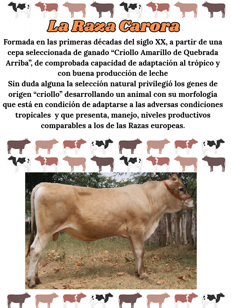 Breve reseña histórica La Raza Carora, | PDF | Biología
