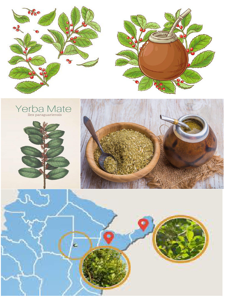 Yerba Mate | PDF