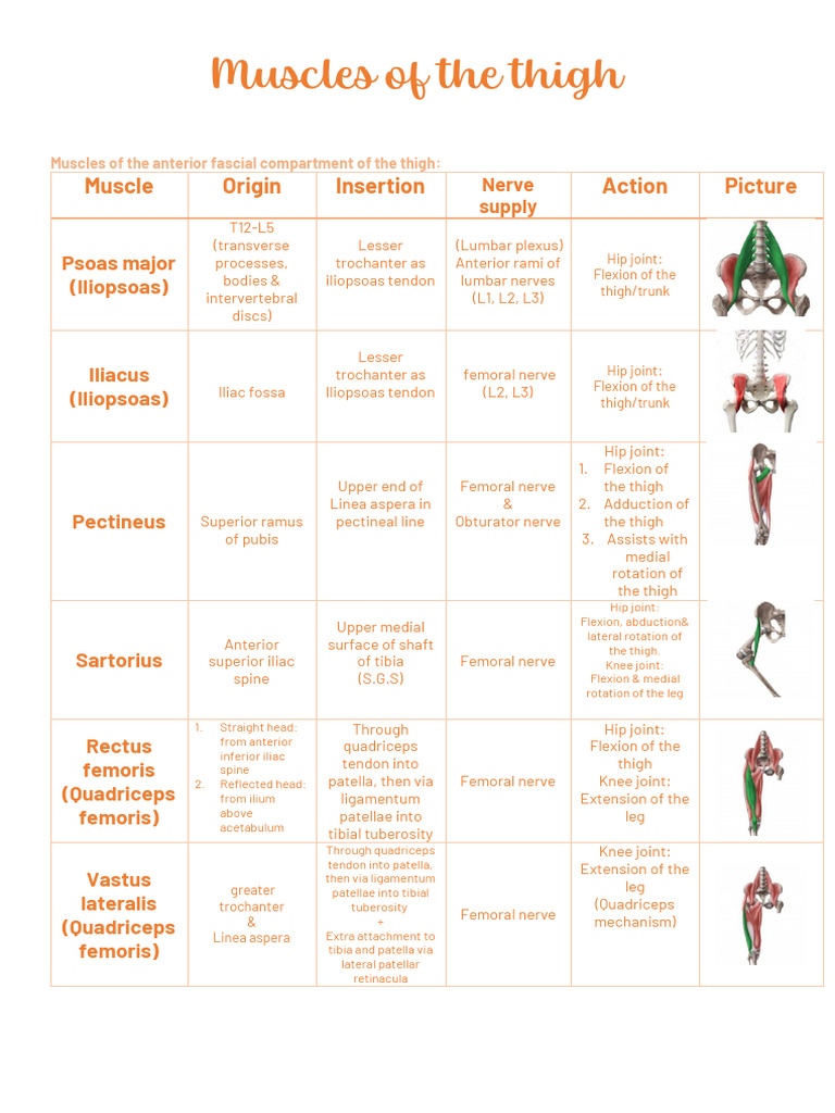 Muscles of the Anterolateral Compartment of the Thigh Copy Copy | PDF ...