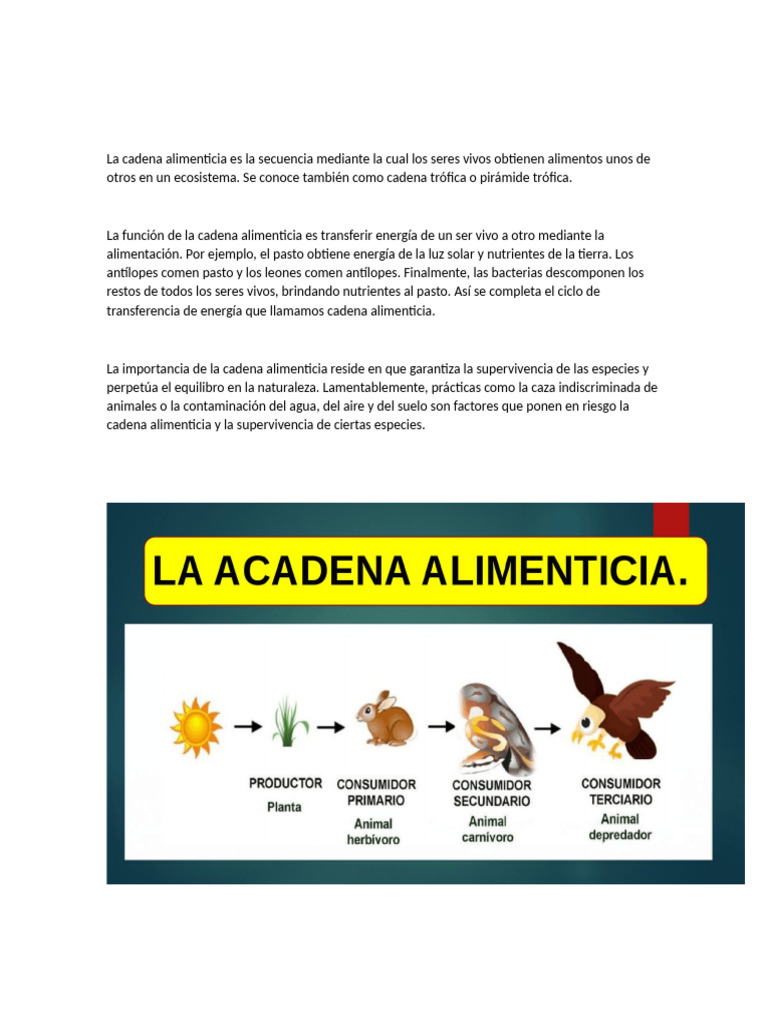 La Cadena Alimenticia y su Importancia | PDF
