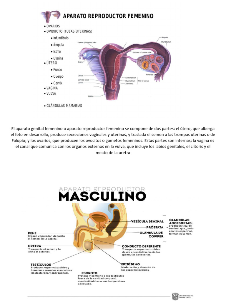 Aparato Reproductor Femenino Y Masculino Pdf