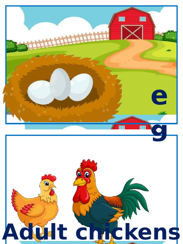 Life Cycle of A Chicken | PDF