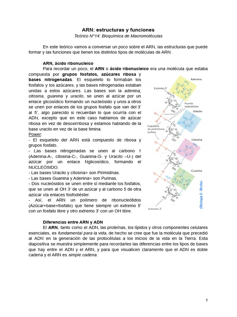 Teórico 14 - ARN - Estructuras y Funciones | PDF | Rna | Rna Splicing