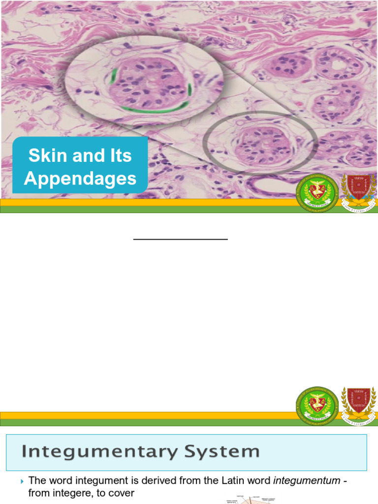 Skin and Its Appendages | PDF | Skin | Nail (Anatomy)