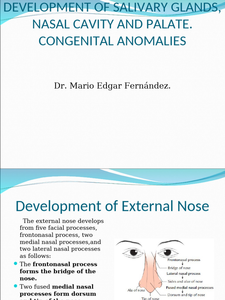 Development of Salivary Glandas, Nasal Cavity and Palate | PDF | Human ...