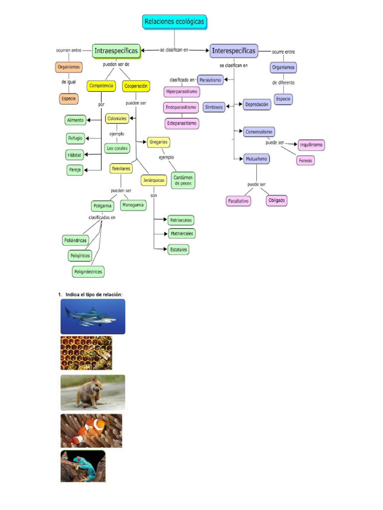 Mapa Conceptual de Relaciones Ecologicas | PDF