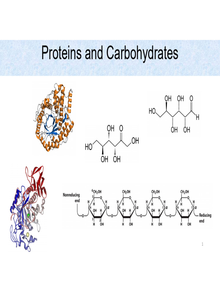 6 - Proteins and Carbohydrates | PDF | Amino Acid | Starch