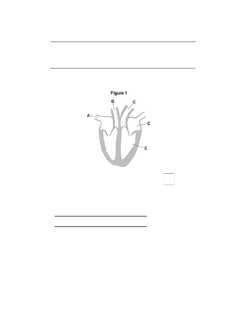 Human Heart and Circulatory System Quiz | PDF | Heart | Coronary ...