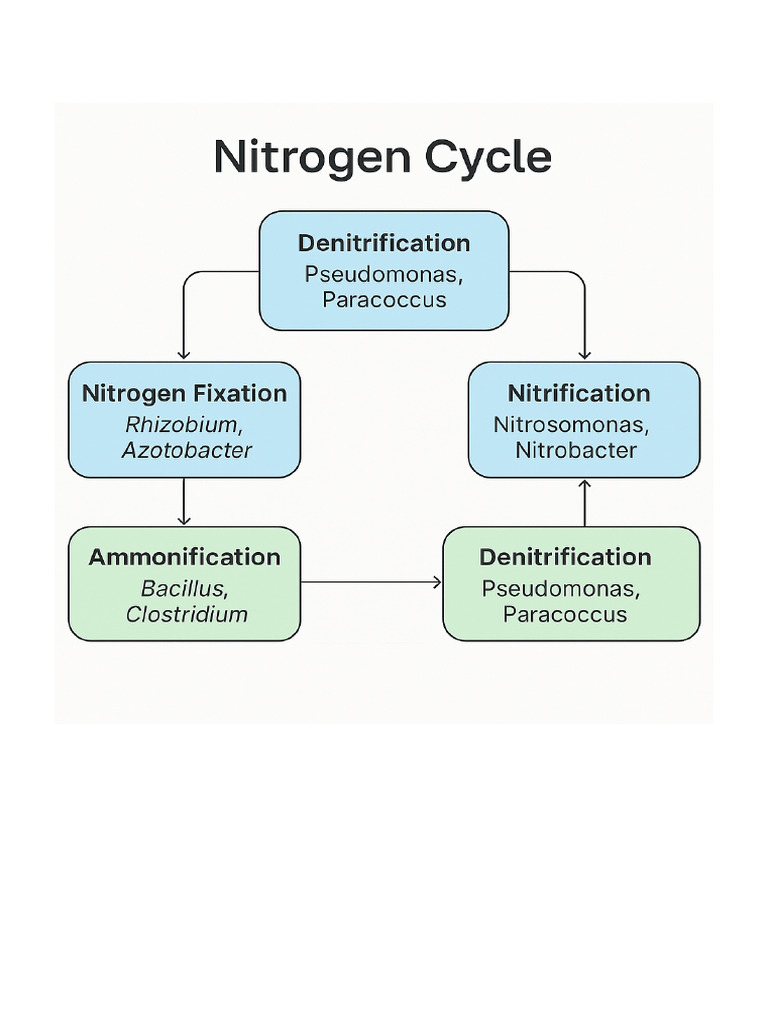 Nitrogen Cycle Flowchart With Microorganisms | PDF