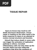 Phases of Tissue Repair Explained | PDF | Wound Healing | Extracellular ...
