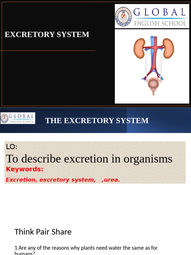 Excretion Intro | PDF