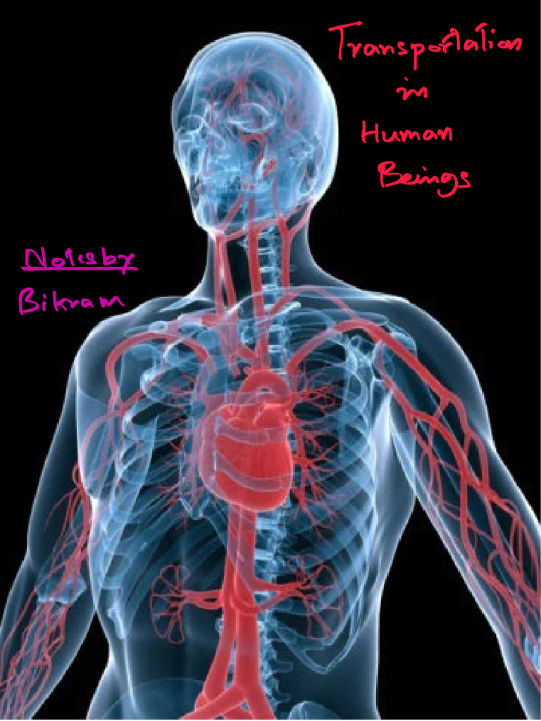 Transportation in Humans Notes Biology | PDF | Heart Valve | Heart