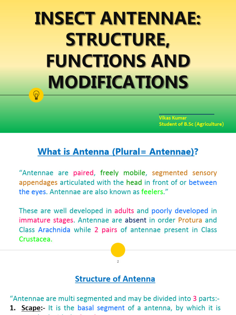 Insect Antennae: Structure and Functions | PDF | Insects | Zoology