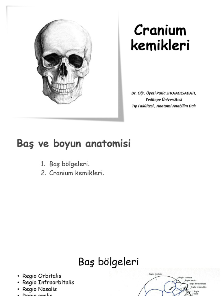 Cranium Kemikleri I Son | PDF