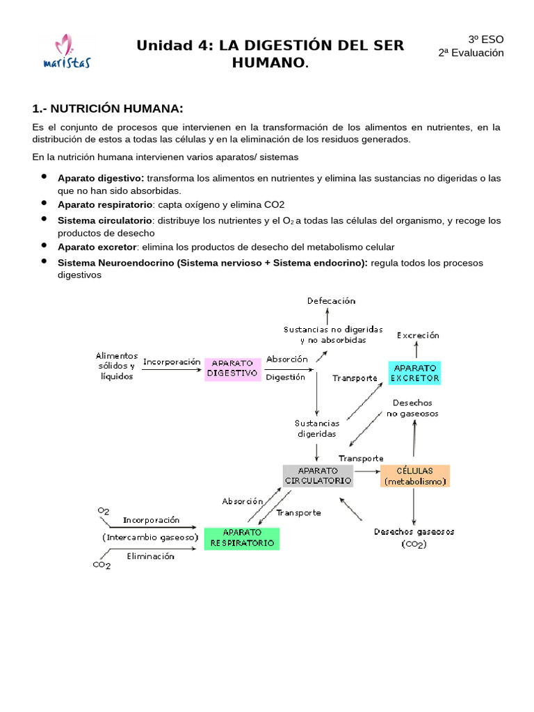 Digestión Humana: Proceso y Estructura | PDF | Digestión | Sistema ...
